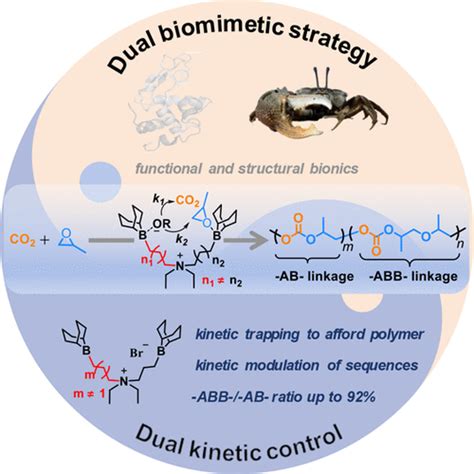 Dual Kinetic Control Of Polycarbonate Sequences Via Breaking Catalysis Symmetry Using Dual