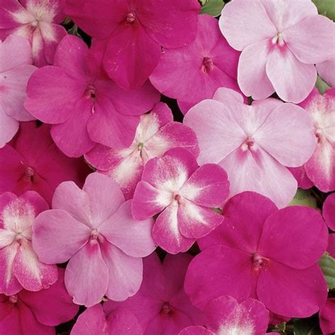 Womens Health And Fertility Previous Ectopic Left Salpingectomy