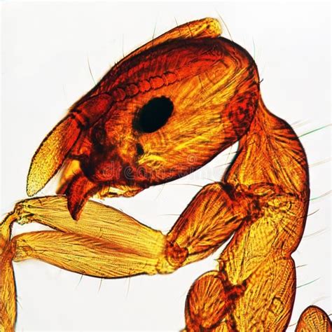 Ant Under Microscope Anatomy Observation Tips And Insights