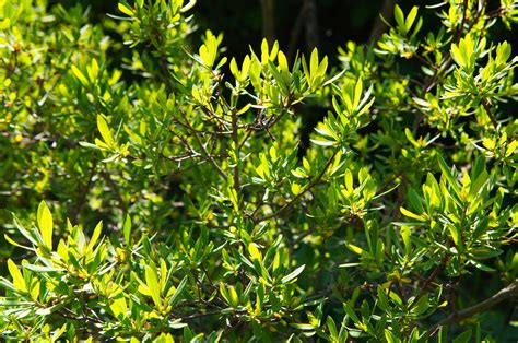 Species Spotlight Bayberry Edge Of The Woods Native Plant Nursery Llc