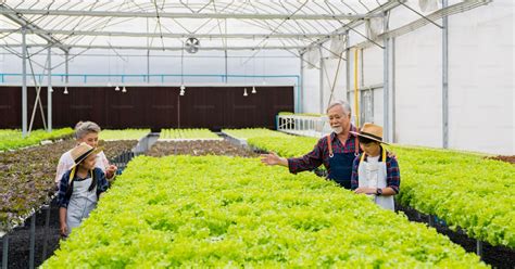 수경법 시스템 채소 농장에서 함께 일하는 행복한 아시아 가족 농부 조부모님은 온실 정원에서 유기농 상추 채소를 재배하고 돌보는 어린 손자 소년과 소녀를 가르치고 있습니다