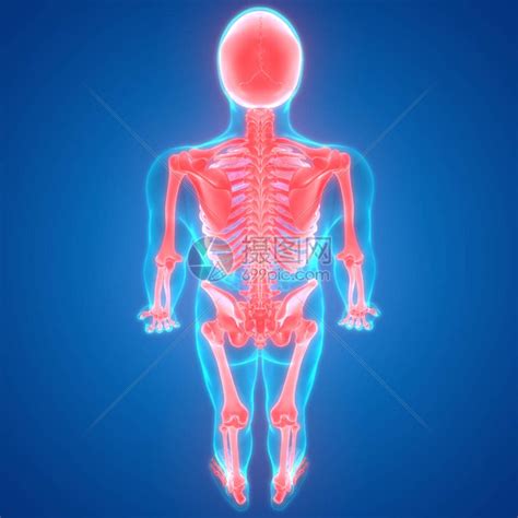 人类骨骼系统解剖学3高清图片下载 正版图片507484552 摄图网