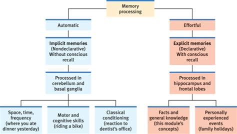 Module 23 Memory Storage And Retrieval Flashcards Quizlet