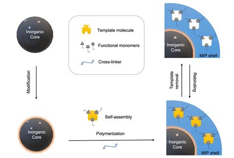 Illustration Of Molecularly Imprinted Polymer Shell Coating Onto An Download Scientific Diagram