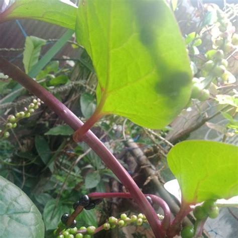 Setek Pohon Binahong Biji Lazada Indonesia