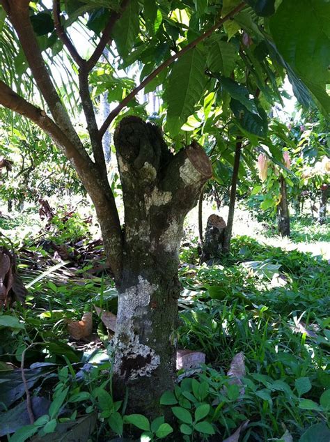 How To Regrow A Tree From A Stump At Sean Hawker Blog