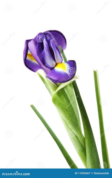De Bloem Van De Iris Stock Afbeelding Image Of Mooi 11055667