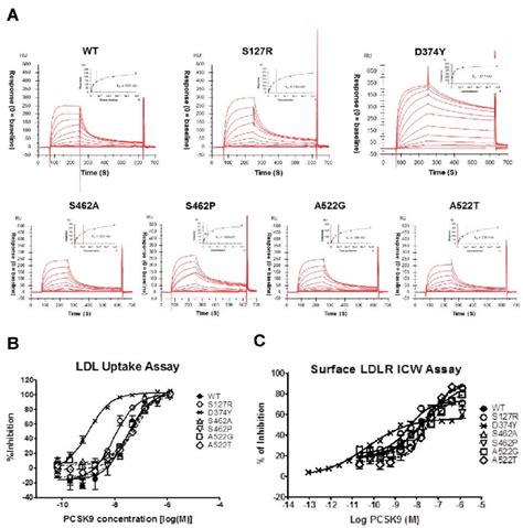 Pcsk9 C Terminal Mutants Bind Ldlr Impact Ldl Uptake And Ldlr Surface Download Scientific