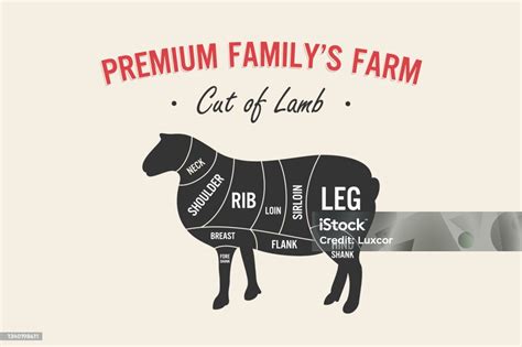 쇠고기 세트의 컷 포스터 정육점 다이어그램 및 계획 양고기 빈티지 타이포그래피 핸드 그린 벡터 일러스트레이션 고기에 대한 스톡