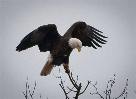 Watch The Decorah Eagles Are Hatching Cedar Falls Ia Patch