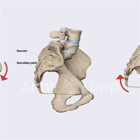 Sij Nutation And Counternutation Anatomyapp