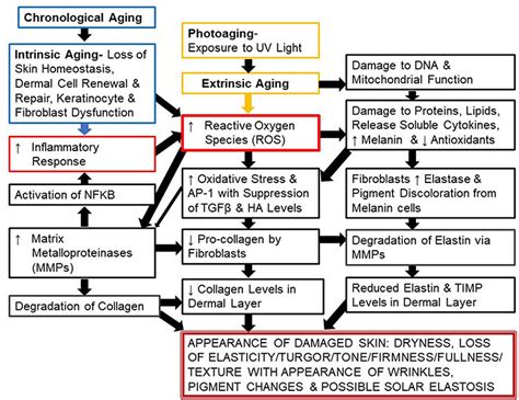 Chronological Aging Via Loss Of Skin Homeostasisoxidative Metabolism