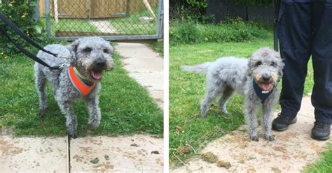 Man Admits Having Sex With His Terriers Taff And Ben Wales Online