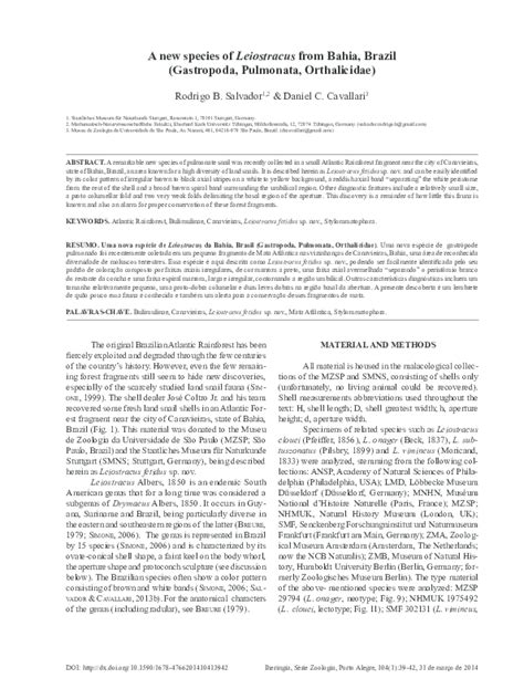 A New Species Of Leiostracus From Bahia Brazil Gastropoda Pulmonata