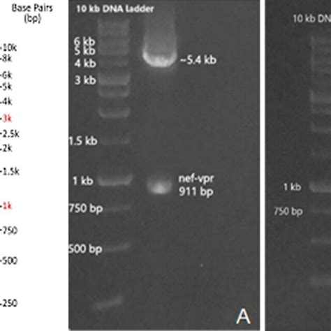 Confirmation Of The Recombinant Pcdna Nef Vpr Detection Of ~ 911 Bp