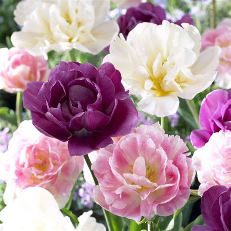 튤립 구근 키우기