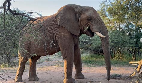 Og Elephant Orphan Jabulani Celebrates His 28th Birthday