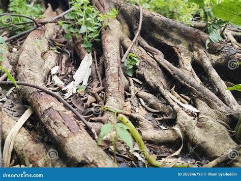 Root Of The Tree Stock Image Image Of Leaf Reptile 265846793