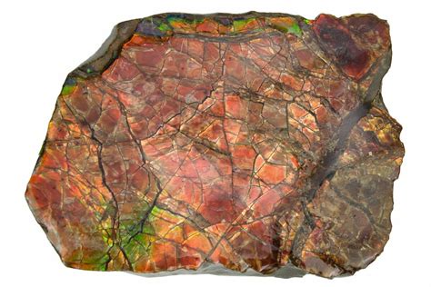 1 45 Fiery Red Ammolite Fossil Ammonite Shell Alberta 236423