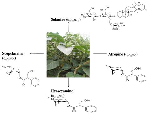 Phytochemistry Pharmacology And Toxicology Of Datura Species—a Review