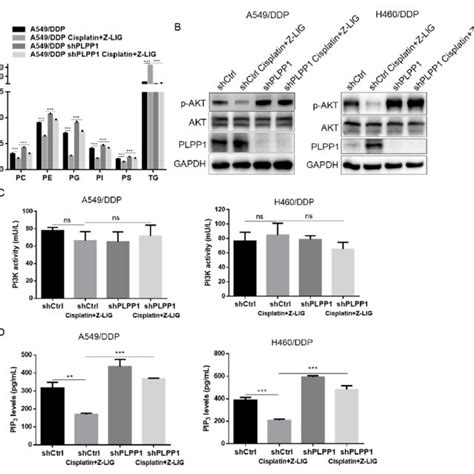 Z Ligustilidecisplatin Induced The Inactivation Of Akt By Inhibiting