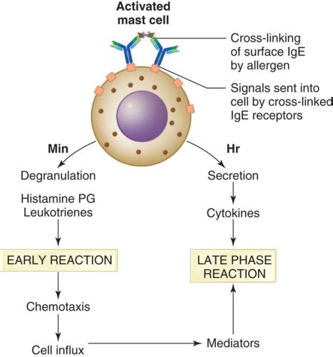 Hypersensitivity Flashcards Quizlet