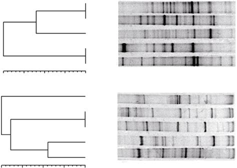 Cluster Analysis Of The Profiles Obtained From Dgge Banding Patterns Download Scientific