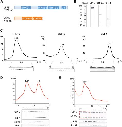 Figure 1 From Human Nonsense Mediated Mrna Decay Factor Upf2 Interacts