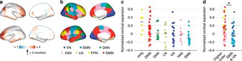 Cortical Expansion A Cortical Expansion From Chimpanzees To Humans Download Scientific