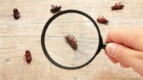 Tiny Bugs In Kitchen