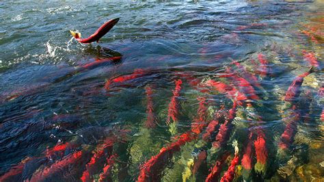 Salmon Jumping Upstream