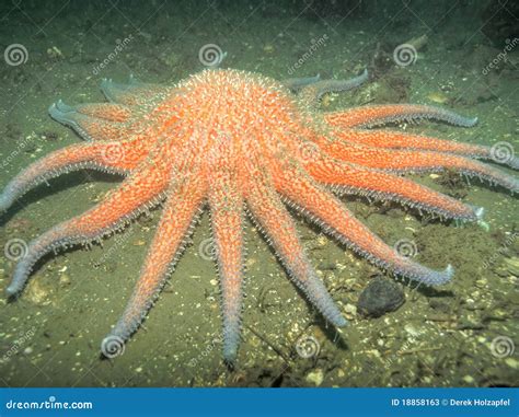 Sunflower Banner Clipart Starfish