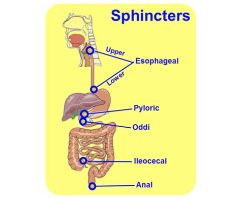 Gi Anatomy And Pathophys Flashcards Quizlet