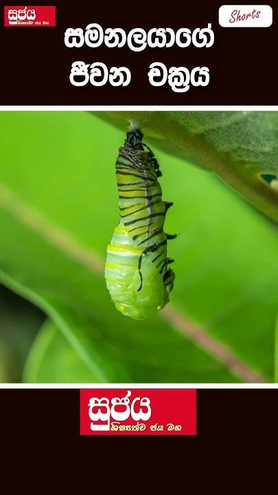 The Life Cycle Of A Butterfly සමනලයාගේ ජීවන චක්‍රය Shorts Butterfly Insects Lifecycle