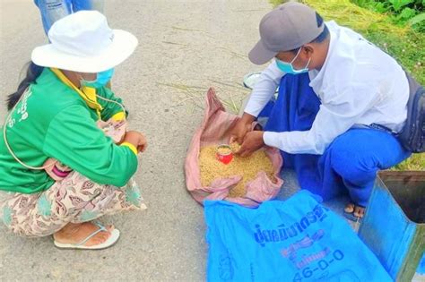 မိုင်းယောင်းမြို့နယ်တွင် ဘာစမာတီနှင့် ပြည်တော်ရင်မျိုးစပါး စံကွက်ရိတ်သိမ်း Information And