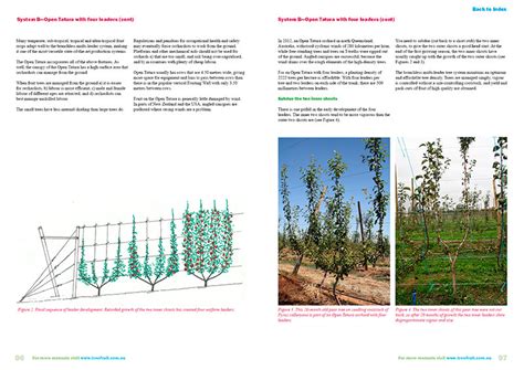 Orchard Manual To Grow Pears On Open Tatura