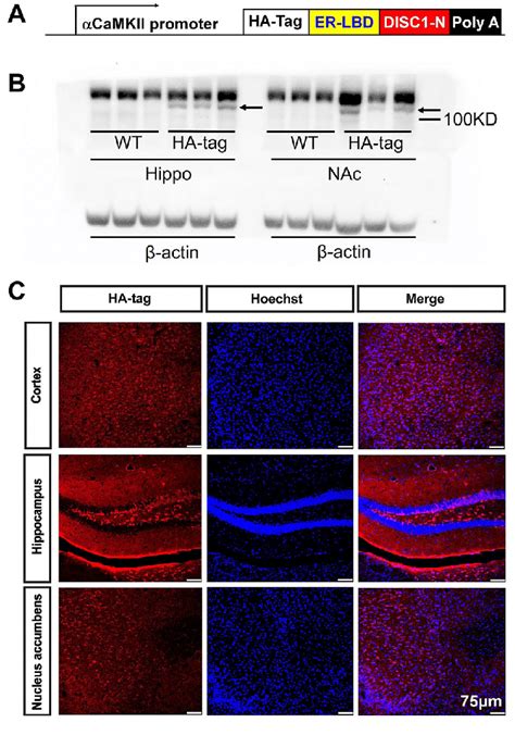 Deriving Transgenic Mice With The Inducible Disc1 N Terminal Fragment A Download Scientific