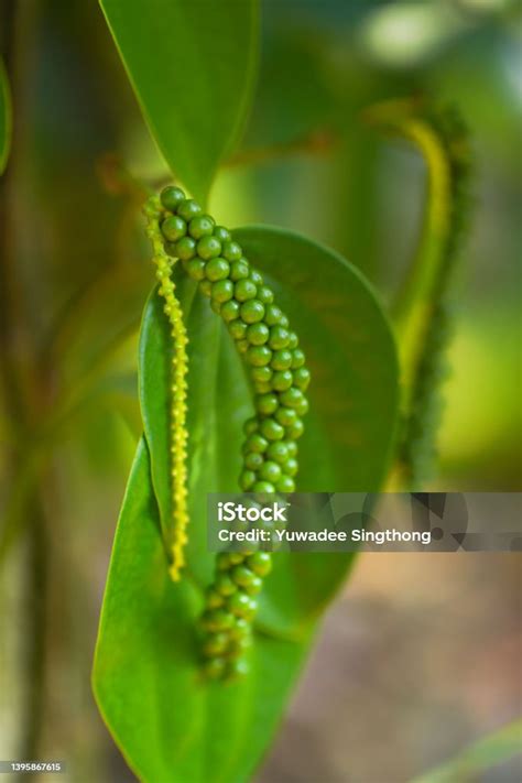 신선한 피망 익지 않은 나무 잎이 무성한 자연 열대 약용 및 식용 가까운 범위에서 복용 0명에 대한 스톡 사진 및 기타 이미지 Istock