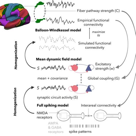 Scales Of Brain Organization In Multiscale Connectomic Modeling Top