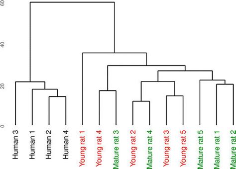 Dendrogram Showing Unsupervised Hierarchical Clustering Of Human And