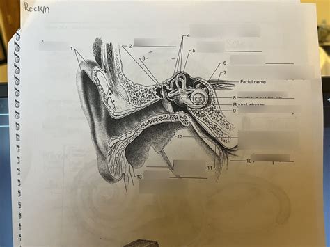 A P Senses Ear Diagram Pic Diagram Quizlet