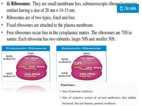 Structure Of Bacterial Cell PPT Biological Sciences Science