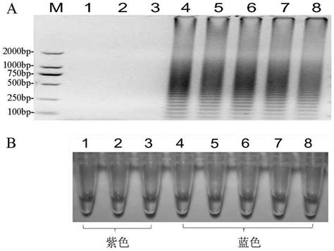 绿盲蝽乙酰胆碱酯酶A216S突变快速分子检测方法