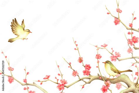 紅梅の花に止まるうぐいすと飛ぶうぐいすの背景 横 手描き色鉛筆画 Ілюстрація Stock Adobe Stock