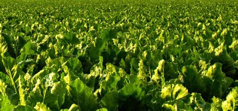 Sugar Beet Cultiwise