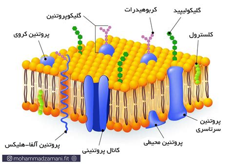 سلول را بشناسیم