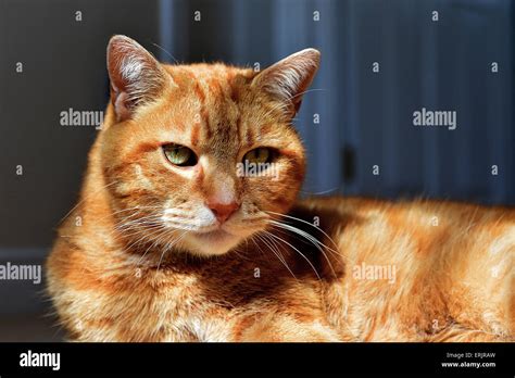 Ginger Cats Usually Male At Robyn Morgan Blog
