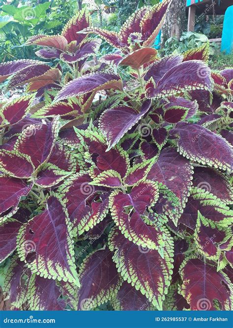 Iler Or Coleus Atropurpureus Is A Shrub The Leaves Are Efficacious As A Medicine Stock Image