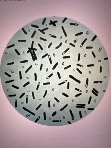 Practice Test Flashcards Quizlet