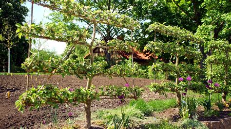 How To Espalier Fruit Trees And Climbing Plants In 6 Easy Steps